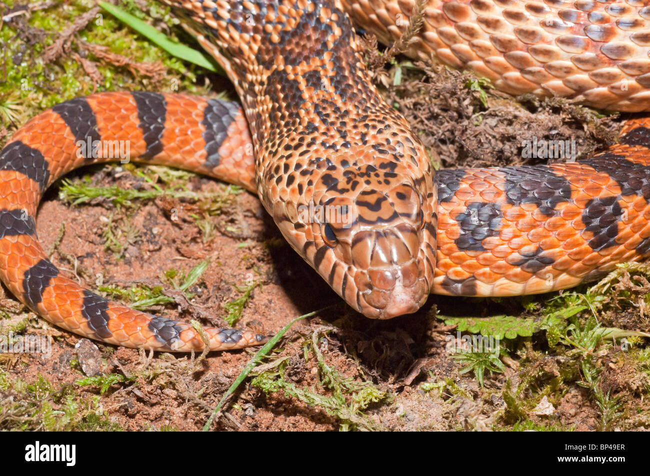 Red Snakes Bull Snake
