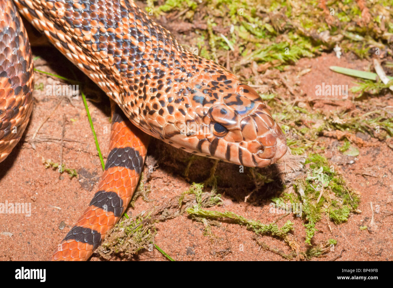 Western Bull Snake High Resolution Stock Photography and Images - Alamy