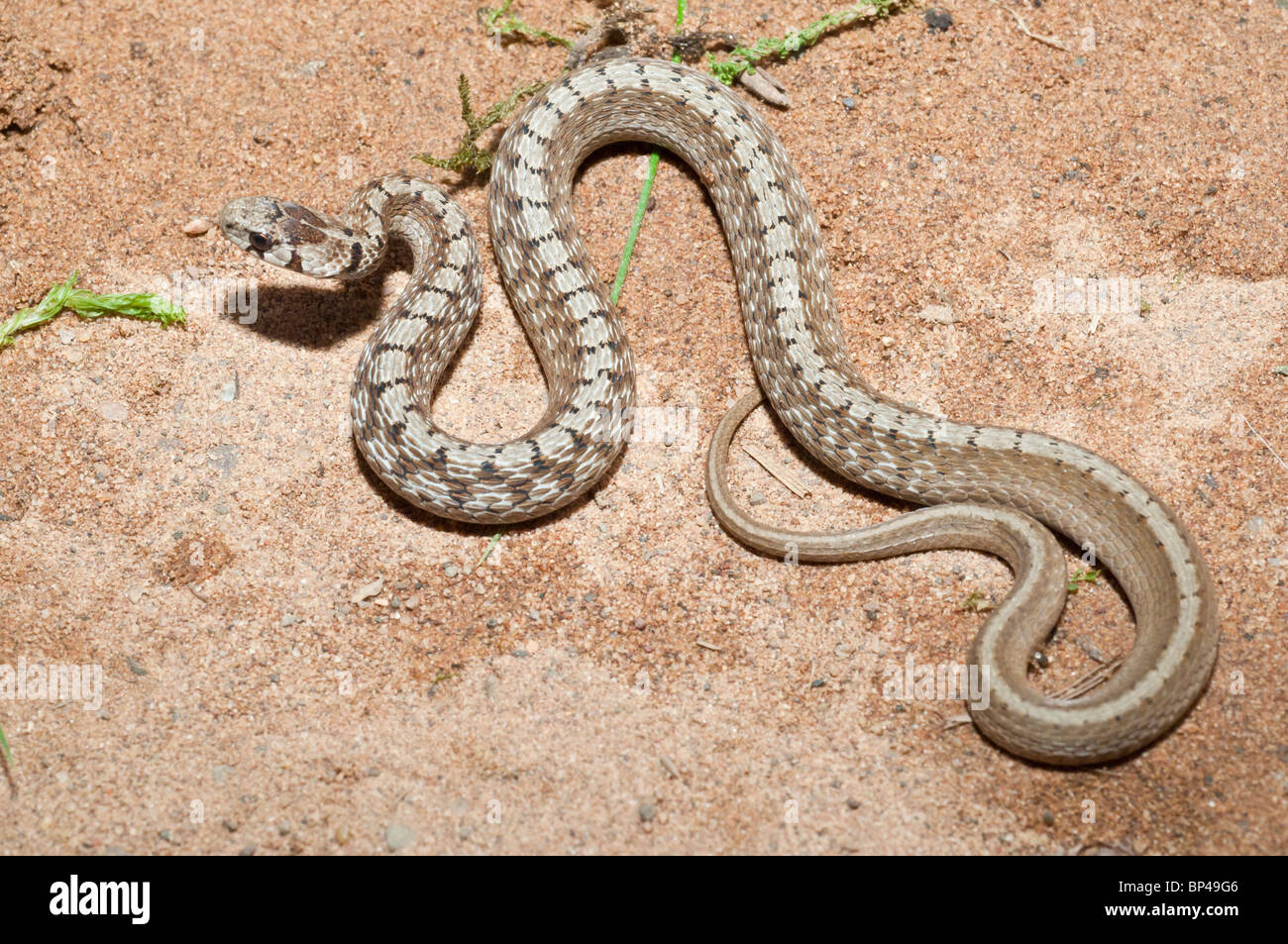 Little brown snake, Storeria dekayi, native to eastern United States ...