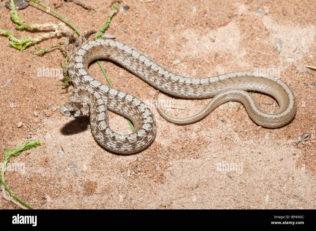 Little brown snake, Storeria dekayi, native to eastern United States ...