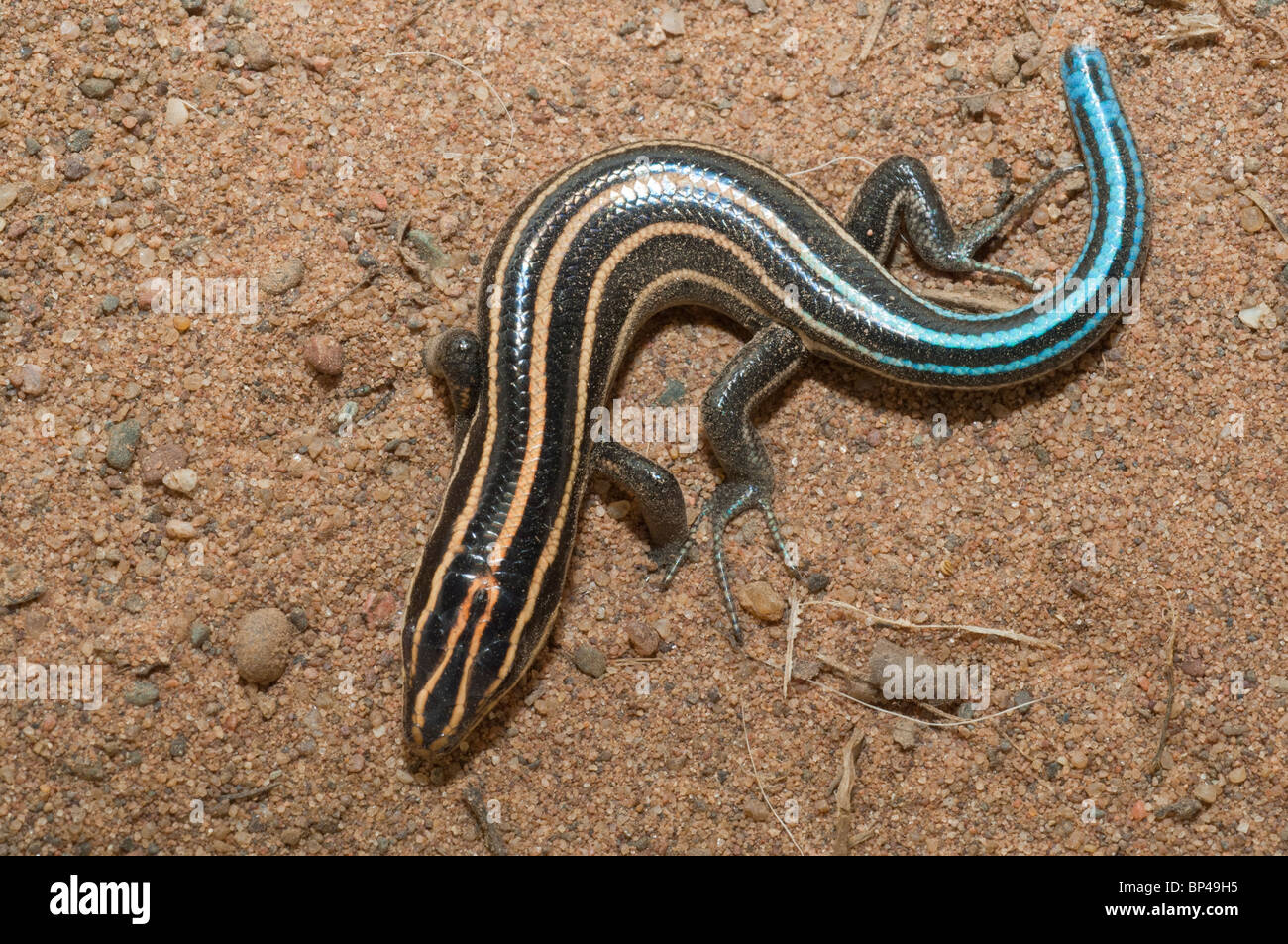 Juvenile American five-lined skink, Eumeces fasciatus, native to the ...