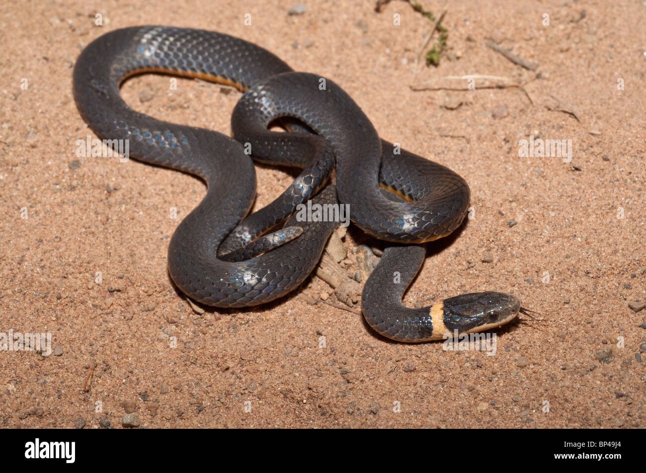 Northern ring-necked snake, Diadophis punctatus edwardsii, native to ...