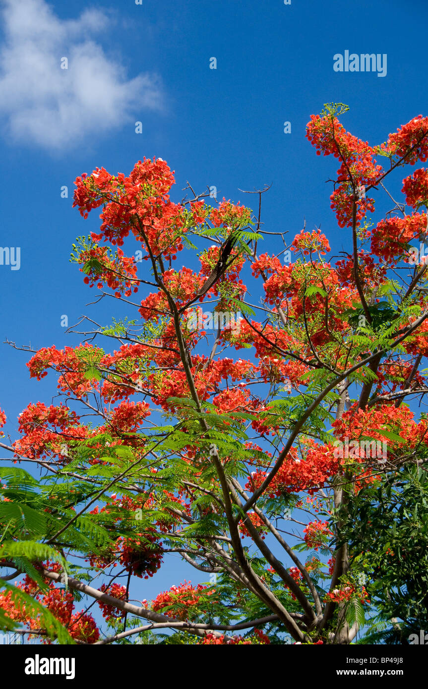 Thailand, Phuket. Thailand's largest island. Promthep Cape, fire flame ...
