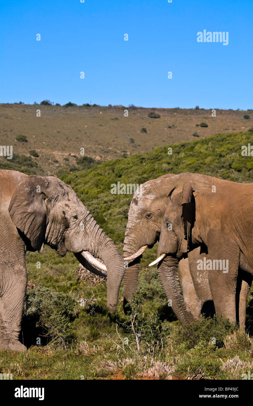 Elephants jousting hi-res stock photography and images - Alamy
