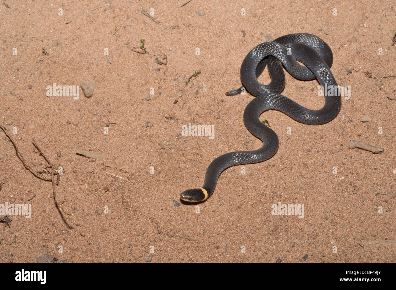 Northern ring-necked snake, Diadophis punctatus edwardsii, native to ...