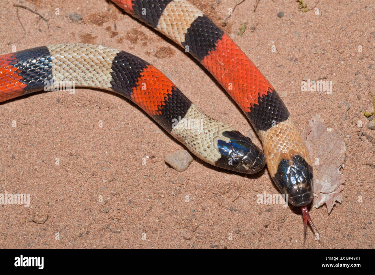 Pueblan (Campbell's) milk snake, Lampropeltis triangulum campbelli ...