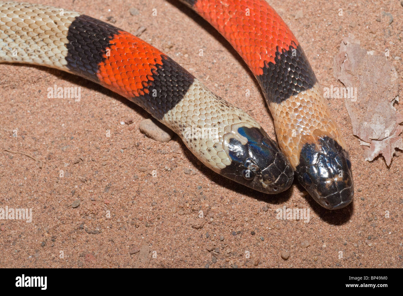 Pueblan (Campbell's) milk snake, Lampropeltis triangulum campbelli ...