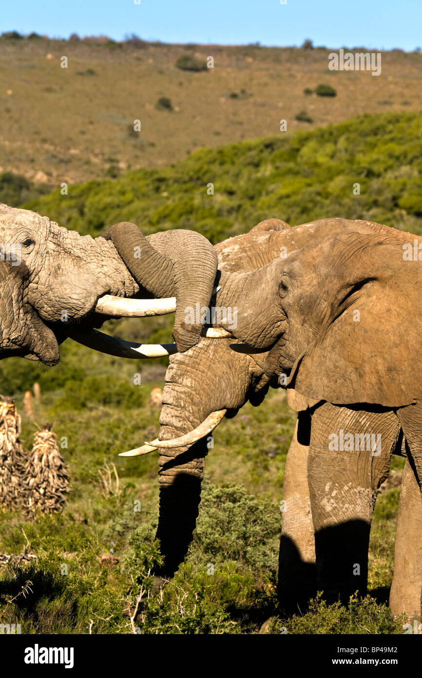 South Africa, Eastern Cape, Addo Elephant National Park, sparring ...