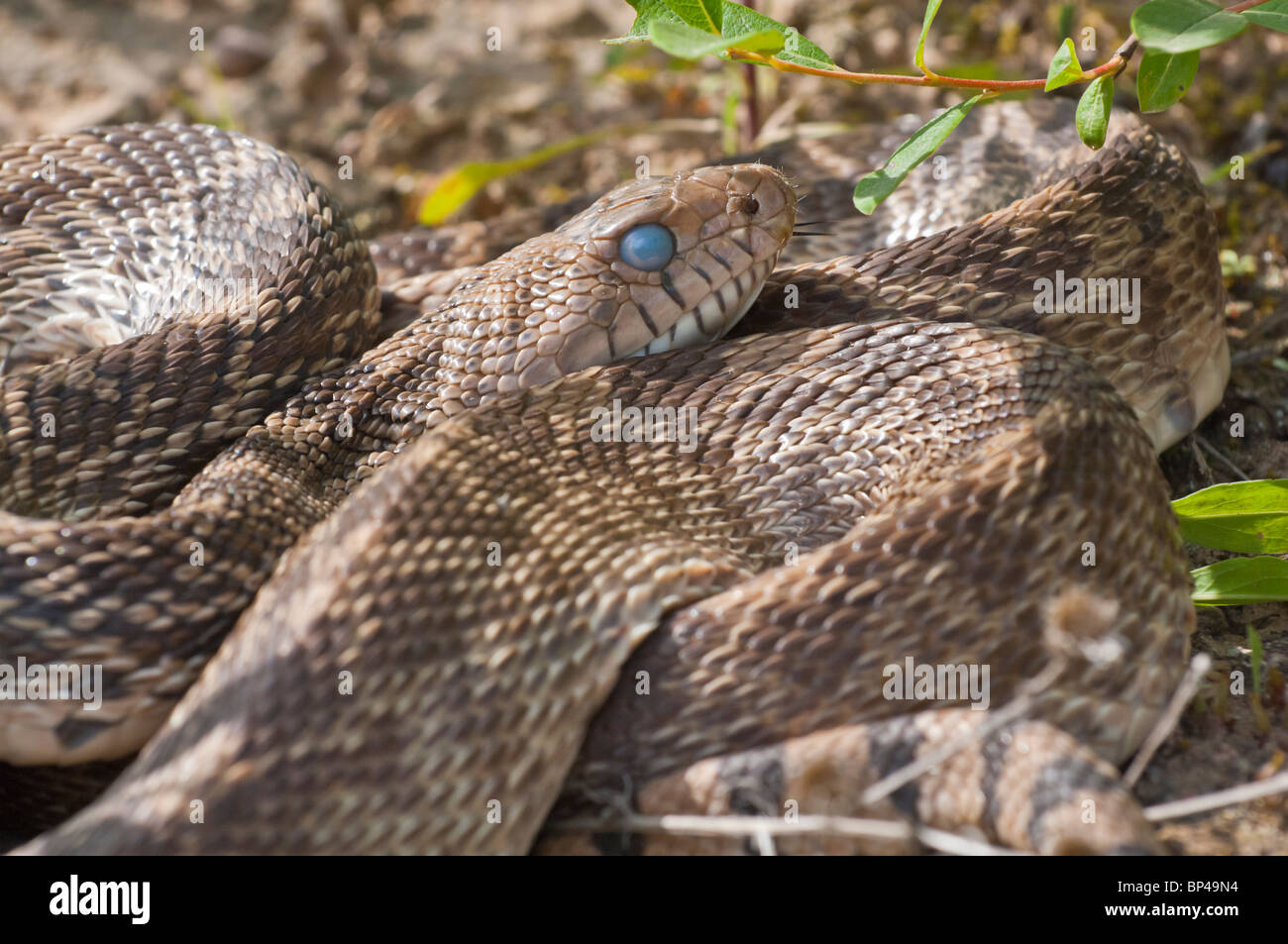 Western Bull Snake High Resolution Stock Photography and Images - Alamy