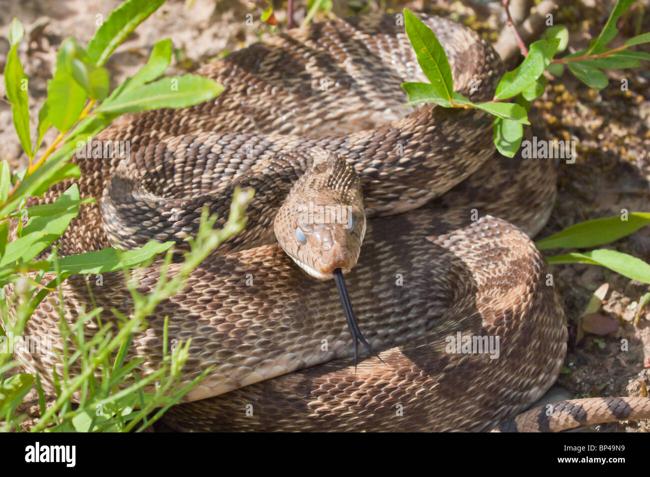 Western Bull Snake High Resolution Stock Photography and Images - Alamy