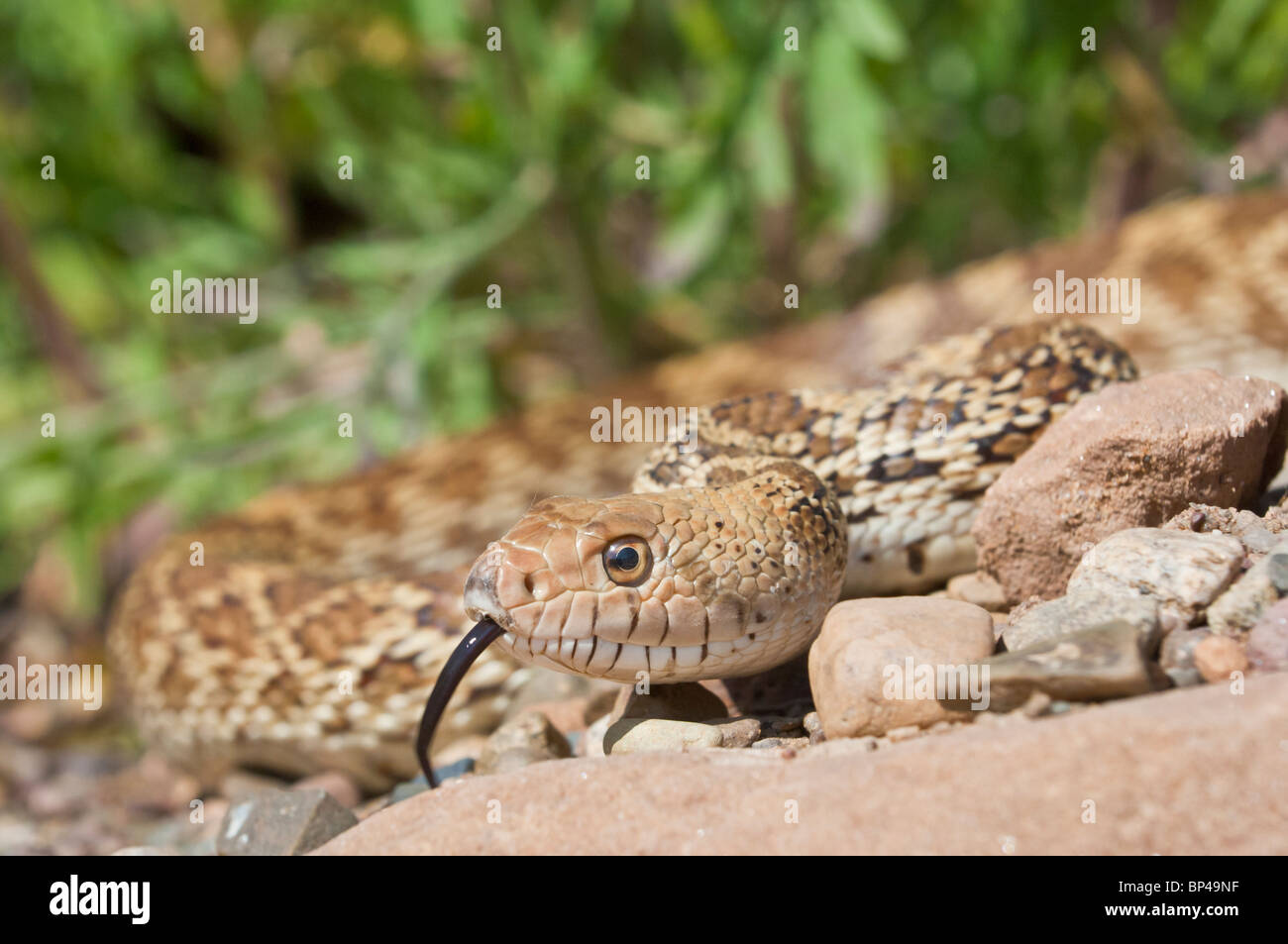 Western Bull Snake High Resolution Stock Photography and Images - Alamy