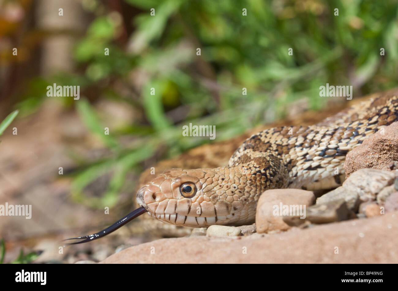 Iowa predators hi-res stock photography and images - Alamy