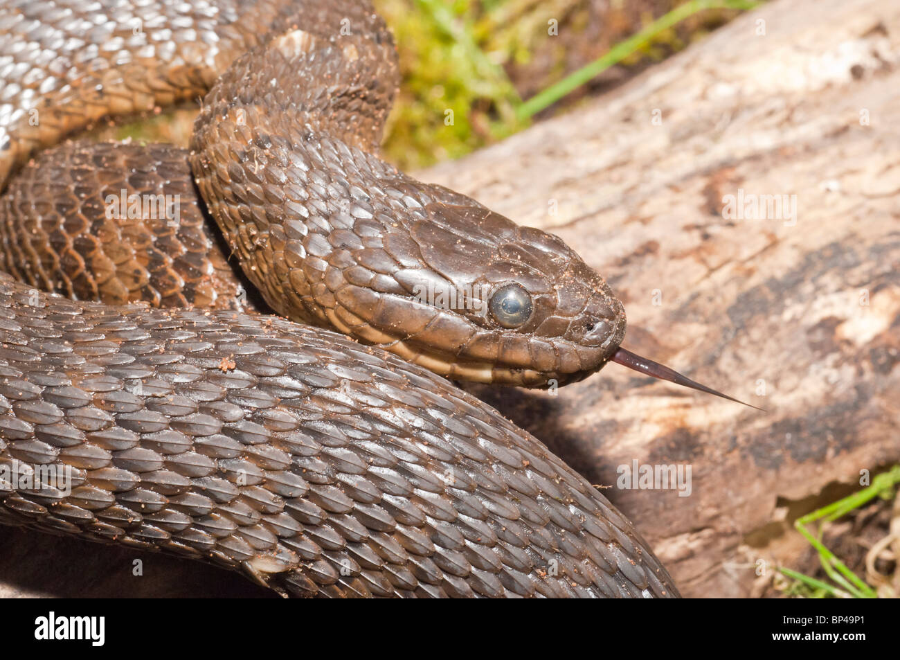 Natrix sipedon hi-res stock photography and images - Alamy
