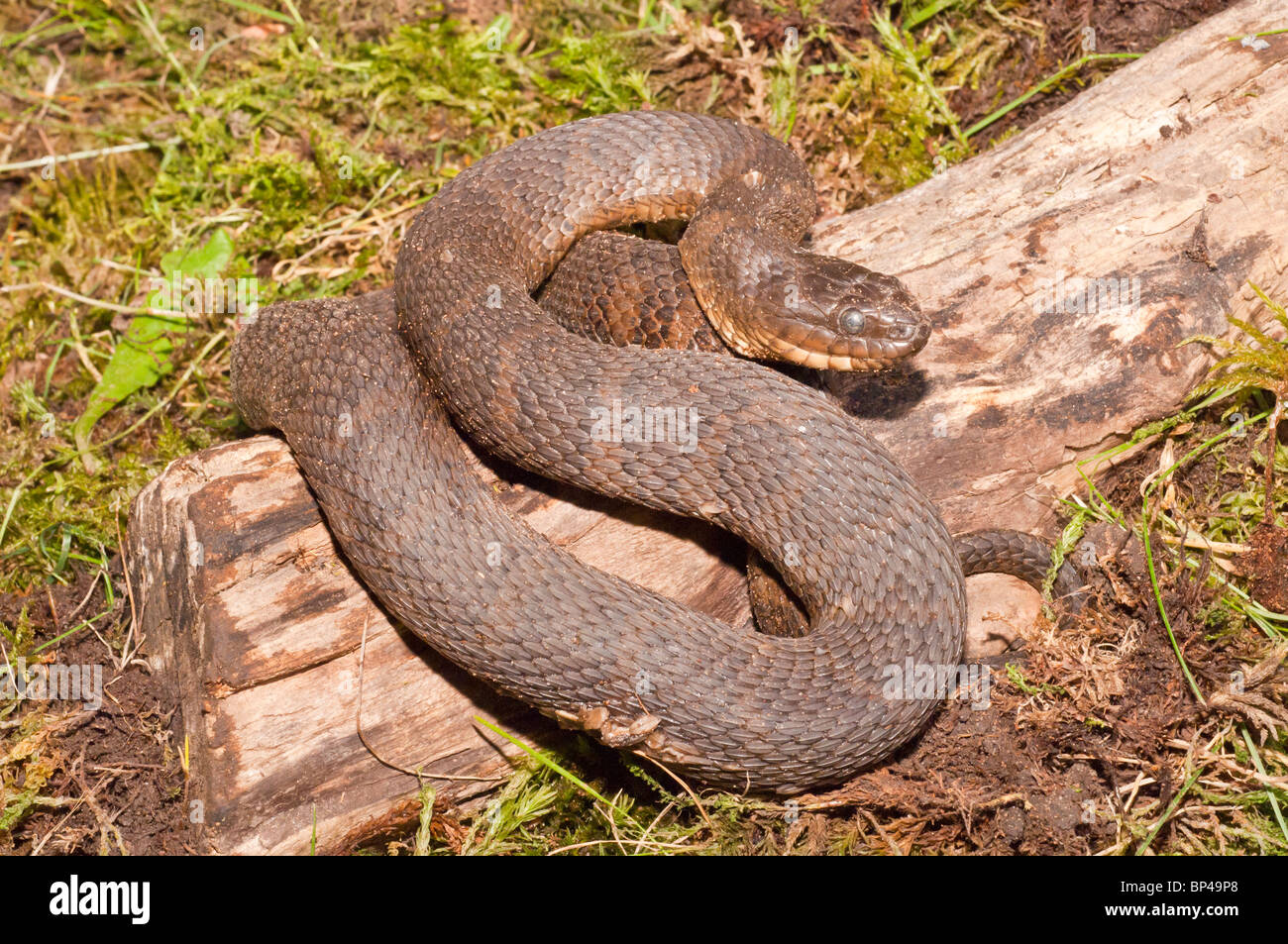 Northern water snake, Nerodia sipedon sipedon, native to North America ...
