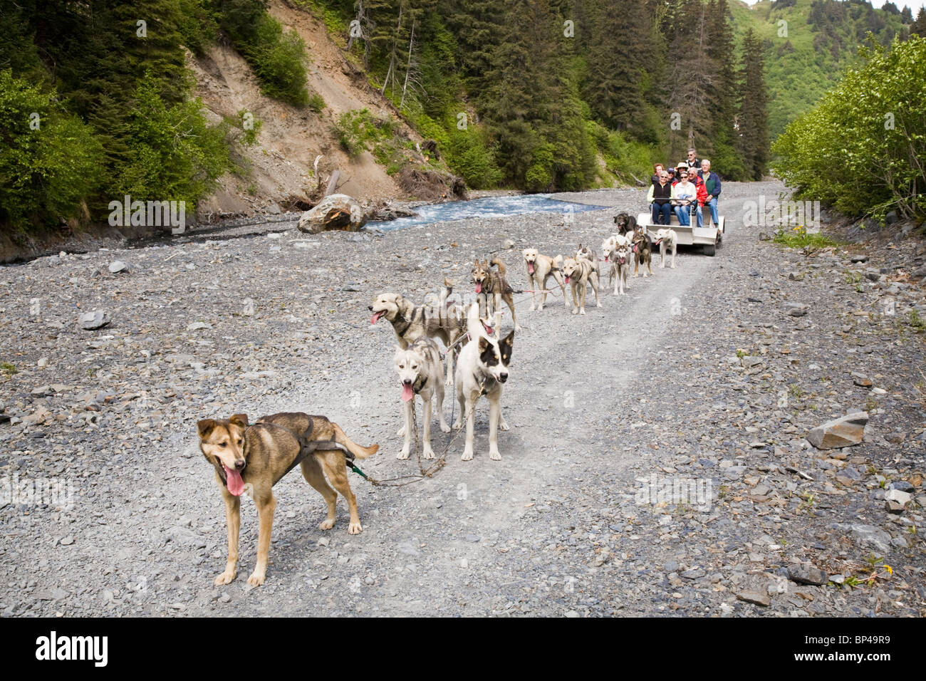 Ride along dog hi-res stock photography and images - Alamy