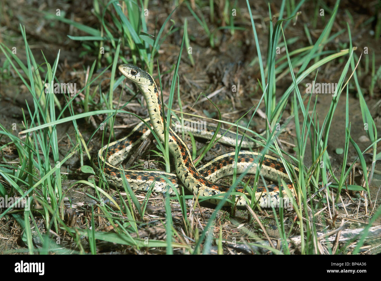 Red sided garter snake hi-res stock photography and images - Alamy