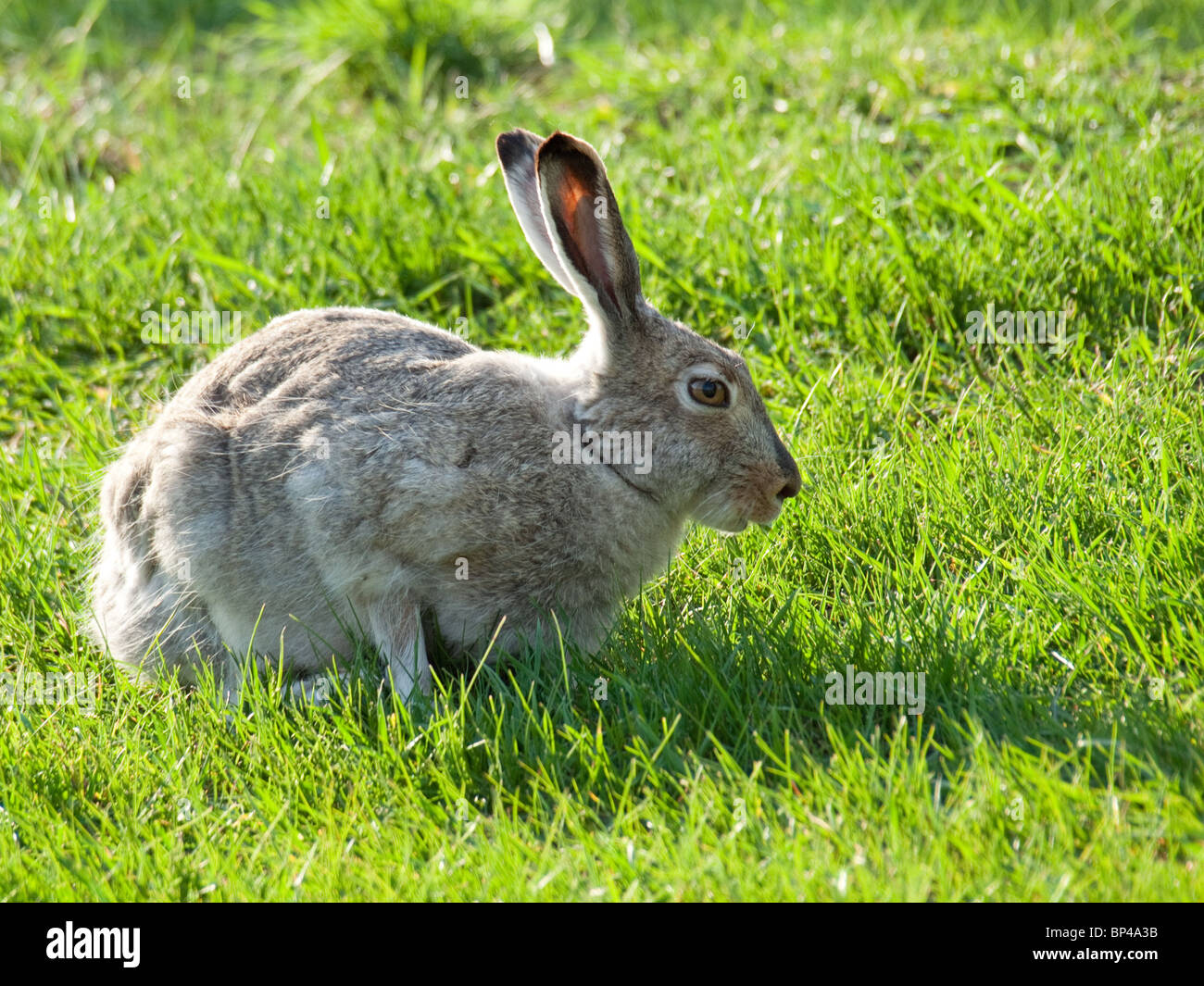 White Tailed Jackrabbit High Resolution Stock Photography and Images ...