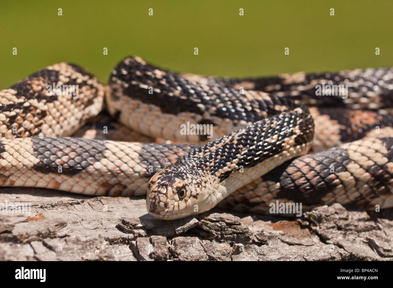 Northern pine snake, Pituophis melanoleucus melanoleucus, native to ...