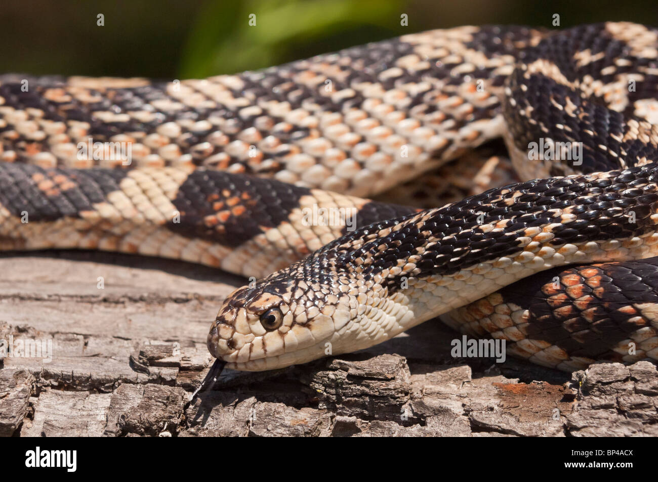 North American Pine Snake High Resolution Stock Photography and Images ...