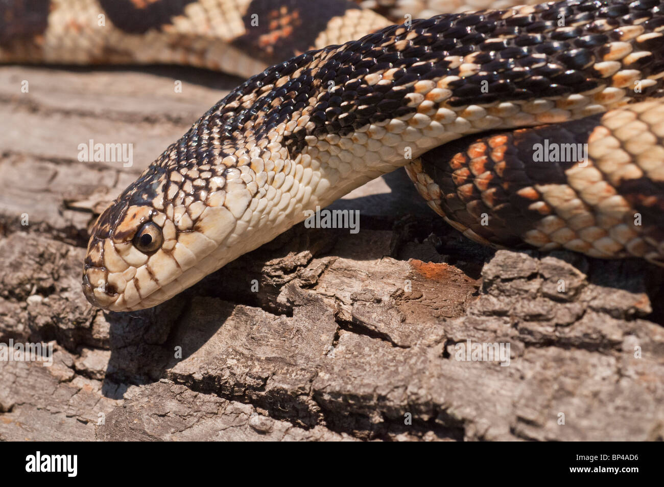 Eastern pine snake hi-res stock photography and images - Alamy