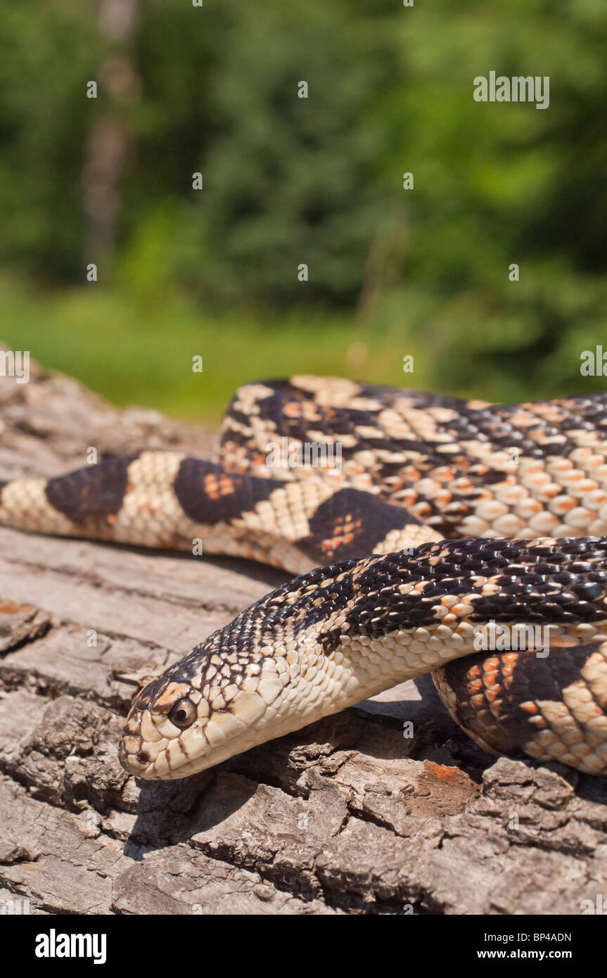 Northern pine snake, Pituophis melanoleucus melanoleucus, native to ...