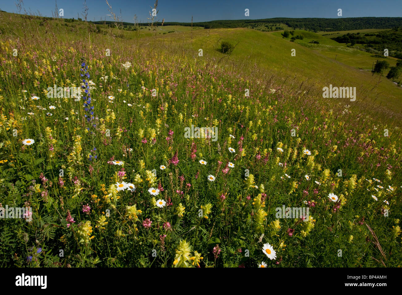 Wildflowers transylvania transylvanian hi-res stock photography and ...