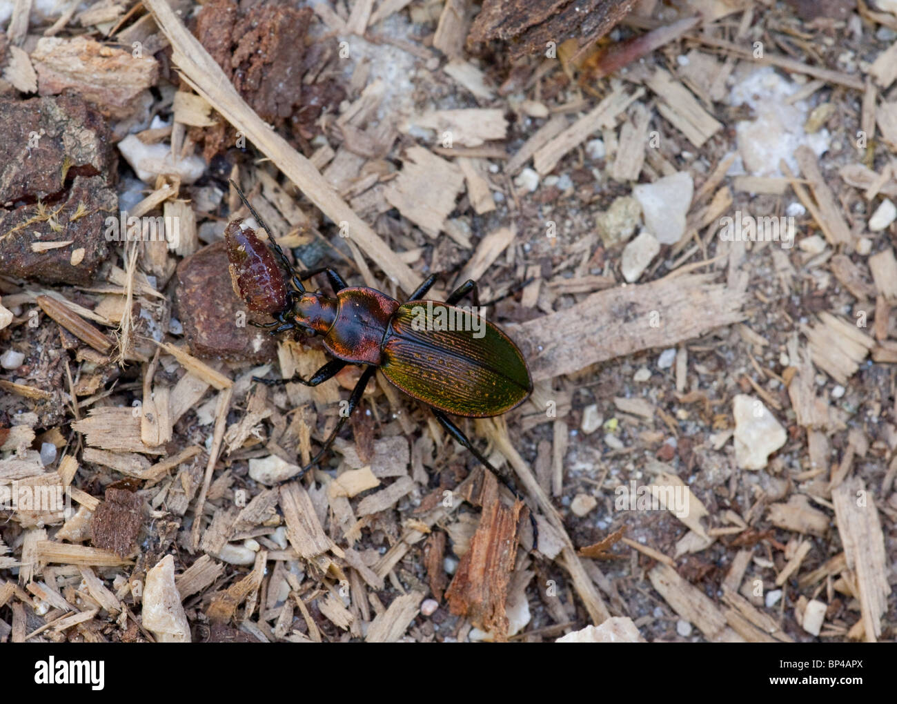 A ground beetle with prey, Carabus silvestris. Zarnest Gorge, Romania ...