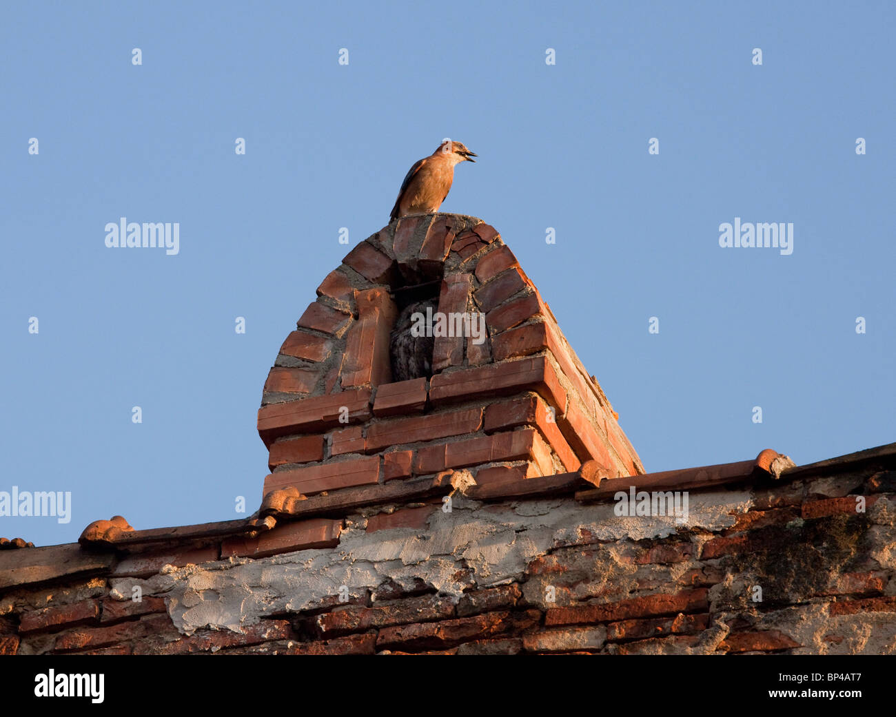 Tawny Owl in chimney alcove being mobbed by a Jay; Sigishoara, Romania ...