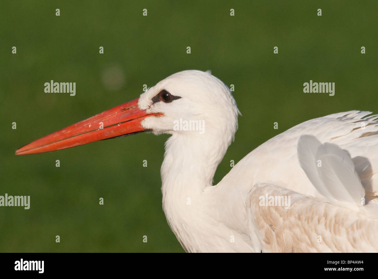 White stork netherlands hi-res stock photography and images - Alamy
