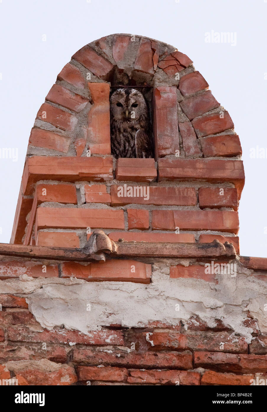 Tawny Owl in chimney alcove, Sigishoara, Romania Stock Photo - Alamy