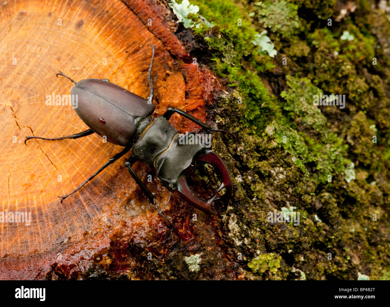 Oak bark beetle hi-res stock photography and images - Alamy