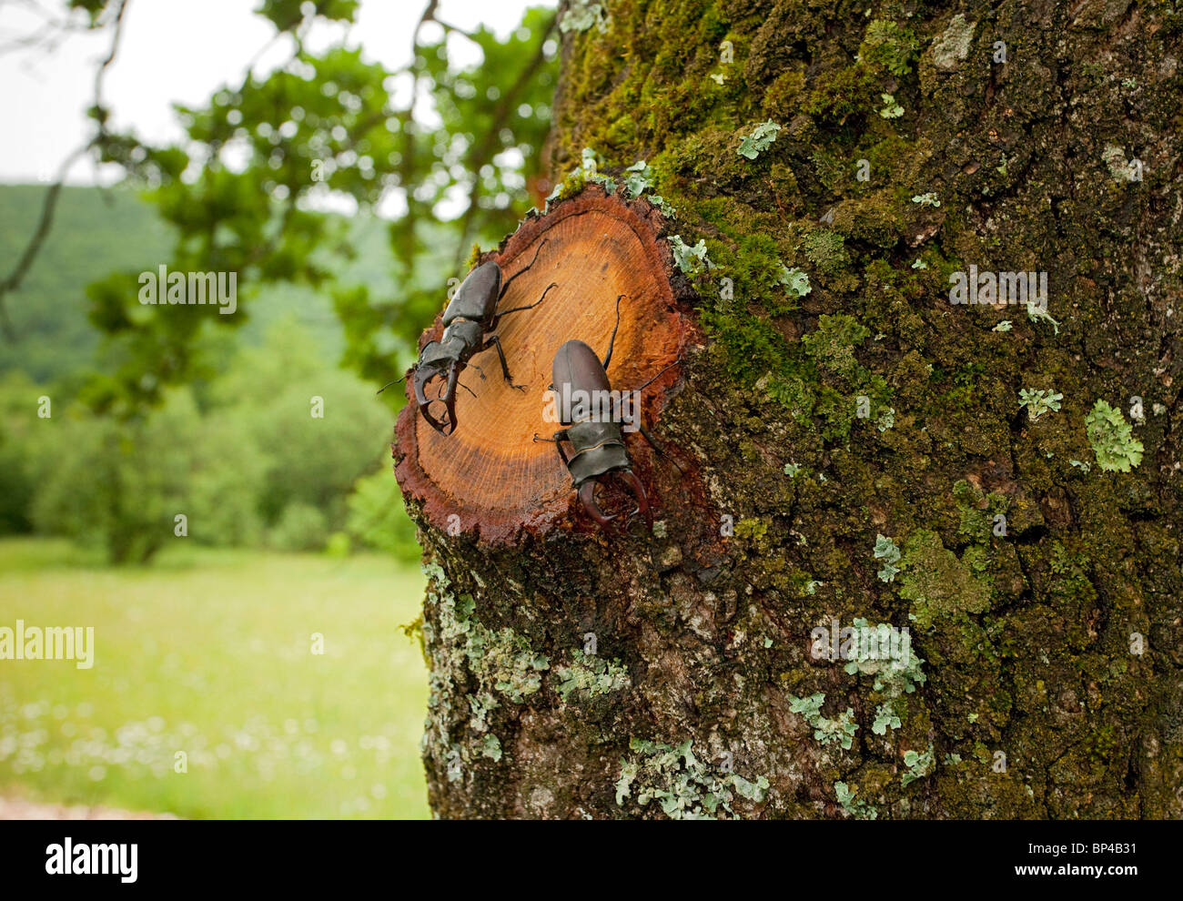 Two male Greater Stag Beetles interacting, on old oak tree; Romania ...