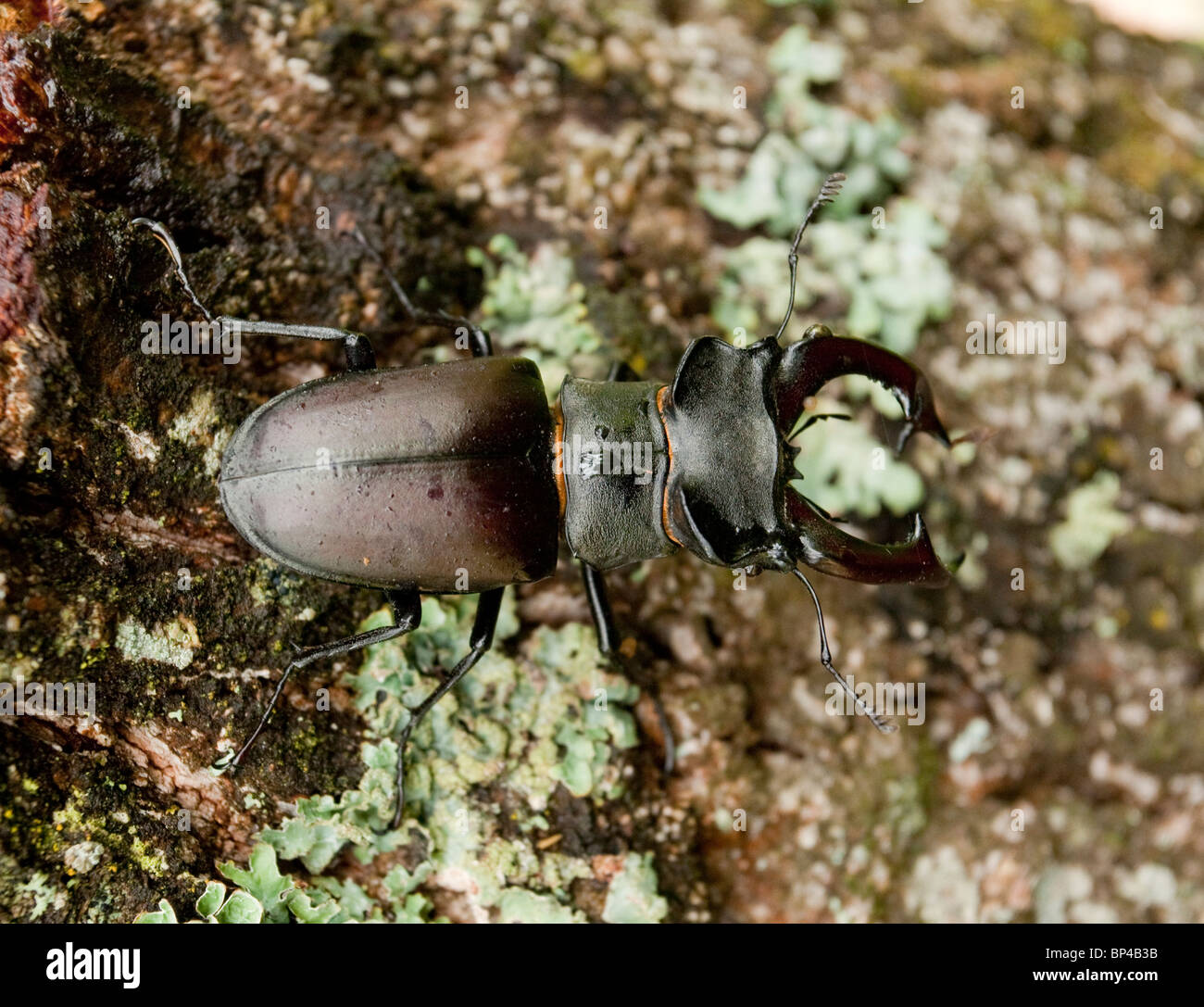 Male Greater Stag Beetle, Lucanus cervus on old oak tree Stock Photo ...