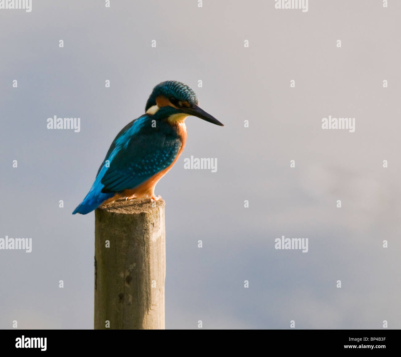 Common Kingfisher (Alcedo atthis Stock Photo - Alamy
