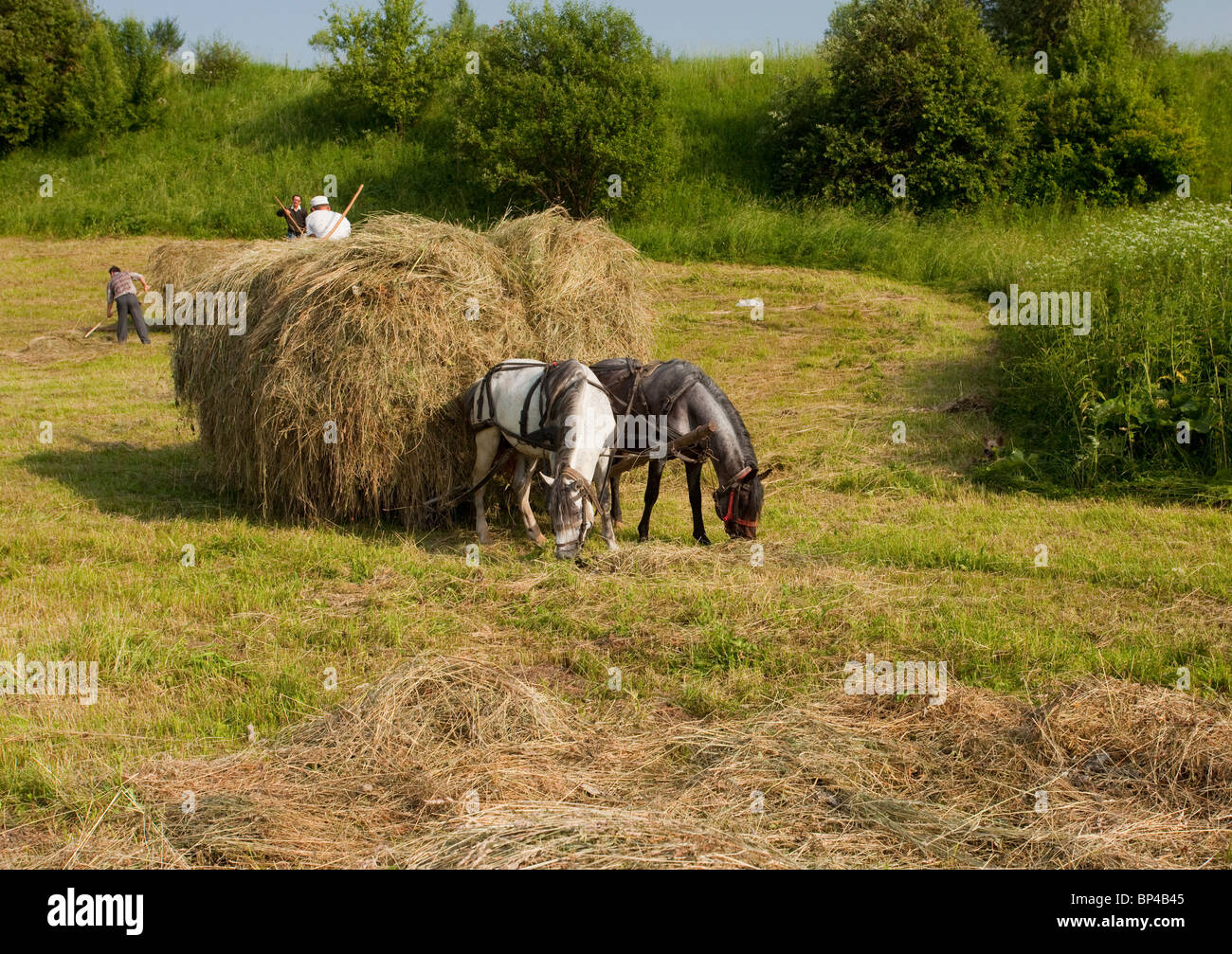 Hay harvest, using horses, near Miclosoara; hungarian part of ...