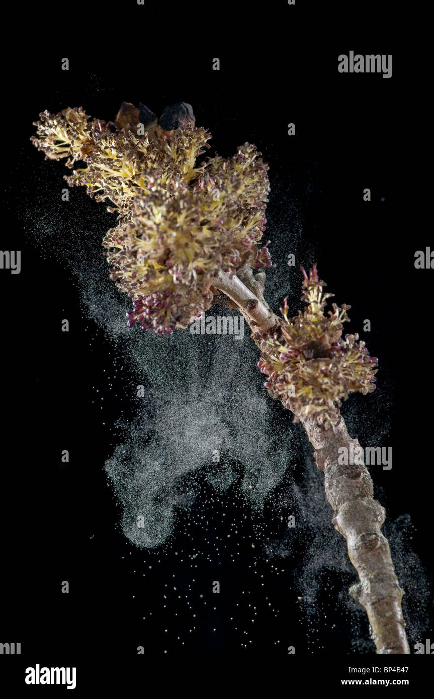 Wind dispersal of pollen hi-res stock photography and images - Alamy
