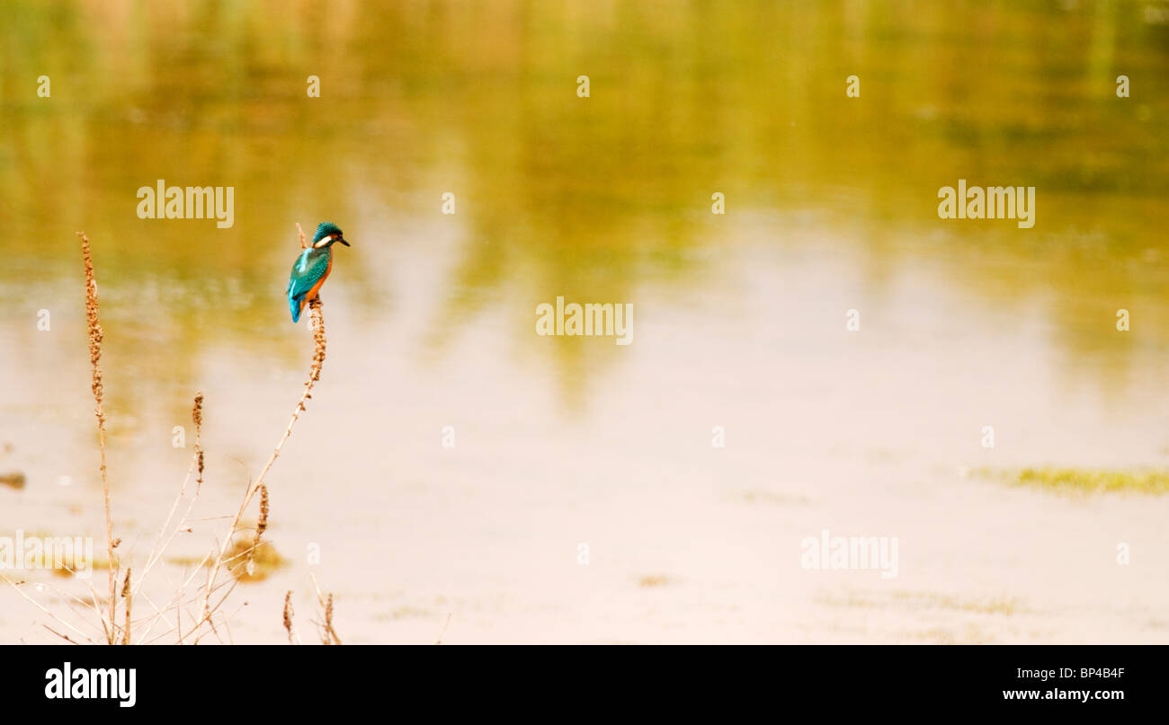 Common Kingfisher perched and fishing from a reed Stock Photo - Alamy