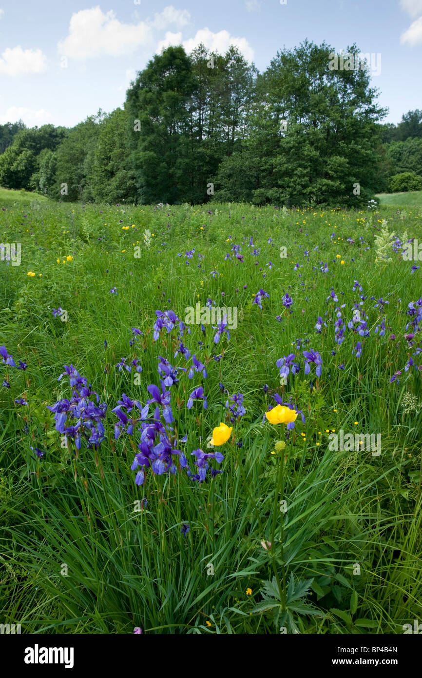 Damp flowery field with Iris sibirica, Globe Flower, thistles etc above ...