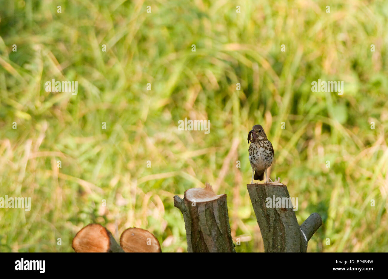 Red marsh worm hi-res stock photography and images - Alamy