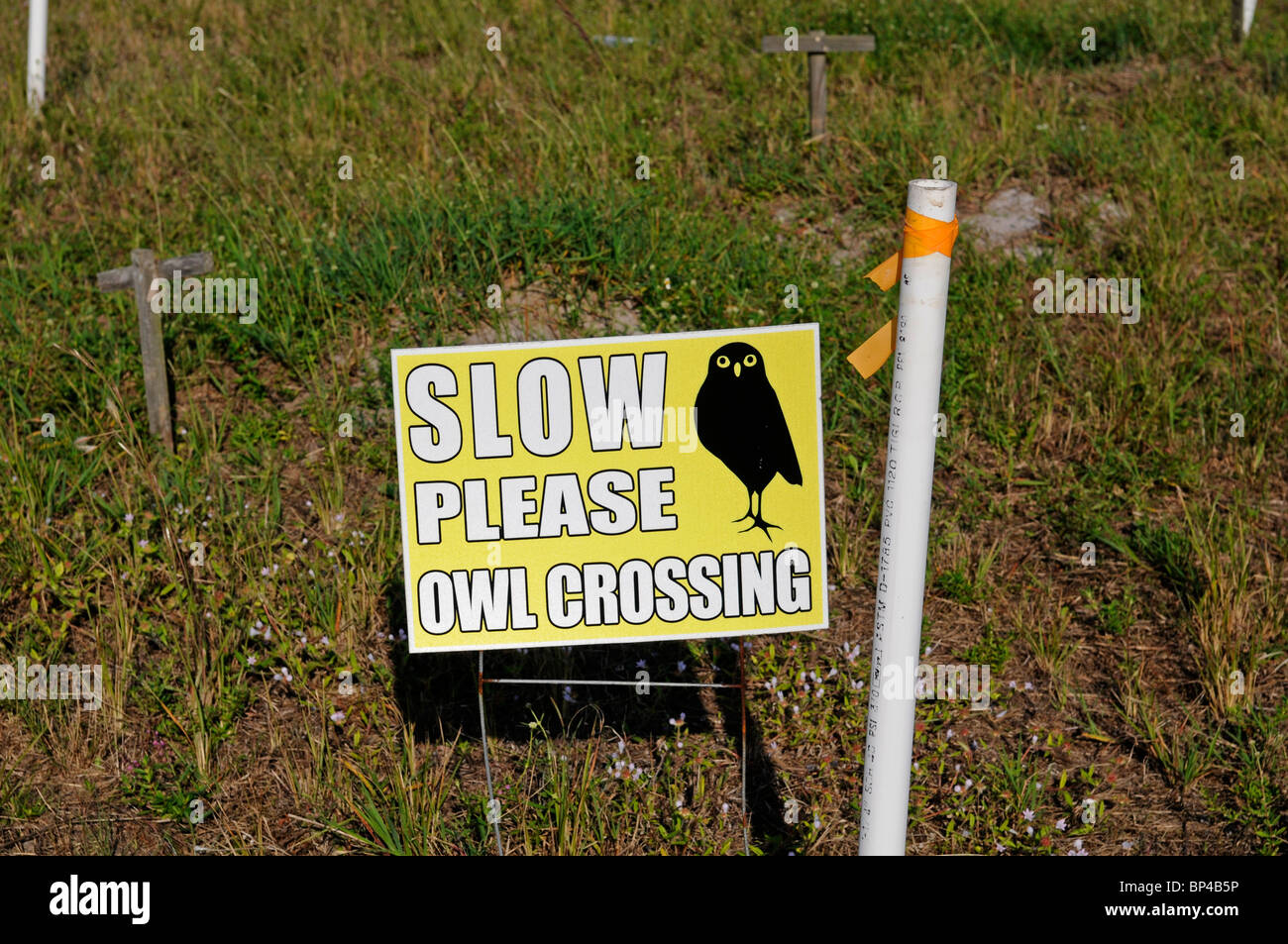 Bird owl burrowing hi-res stock photography and images - Alamy