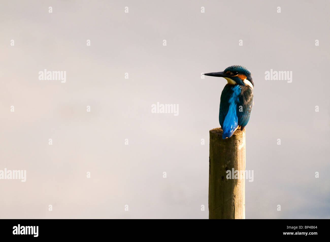 Common Kingfisher (Alcedo Atthis Stock Photo - Alamy
