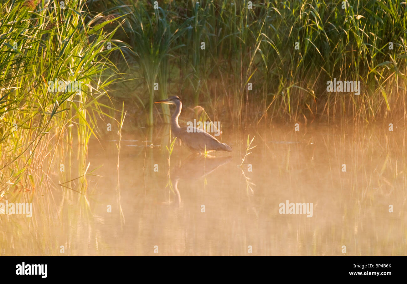 Backlit waters hi-res stock photography and images - Alamy