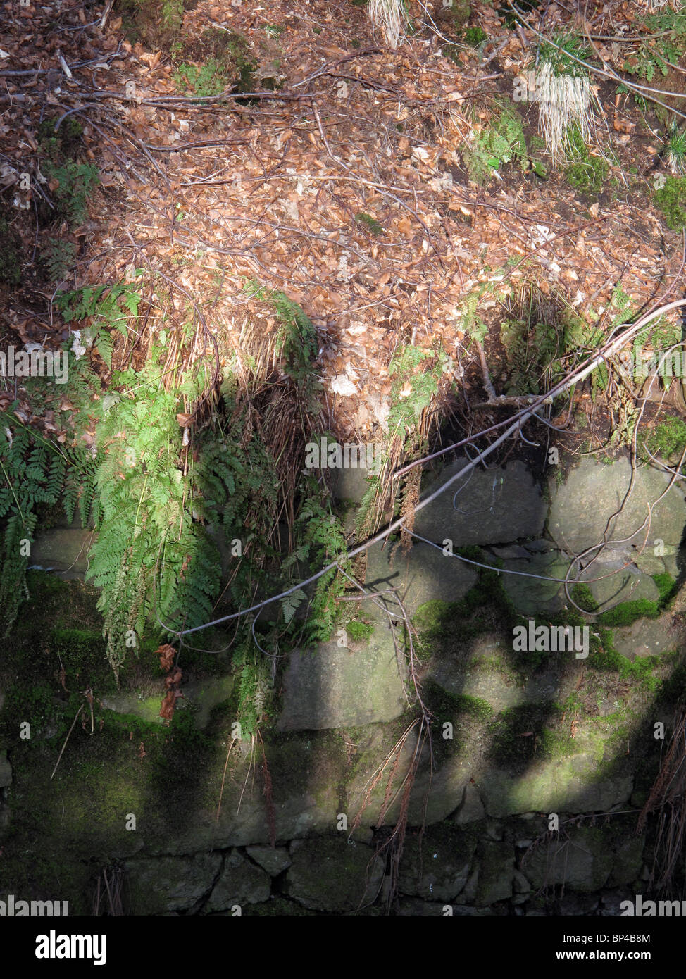 Forest abstract projection hi-res stock photography and images - Alamy