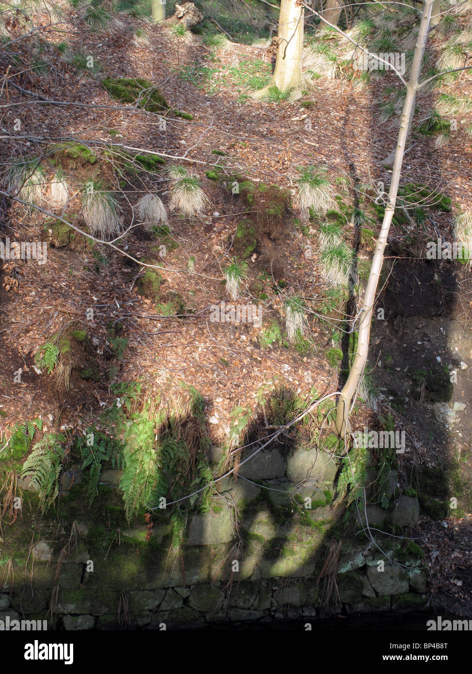 Forest abstract projection hi-res stock photography and images - Alamy