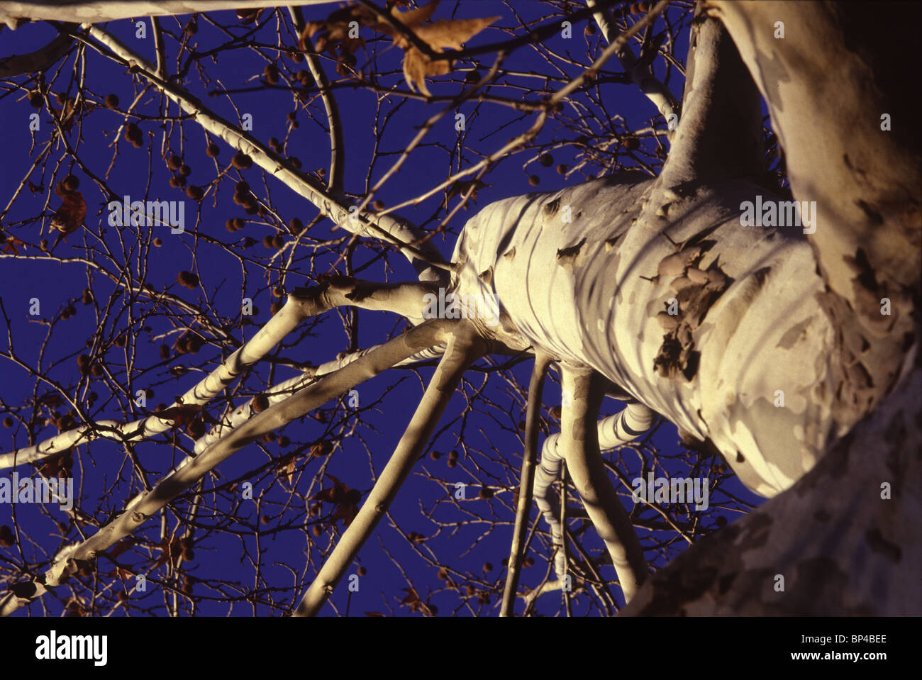 plane tree view from ground Stock Photo - Alamy