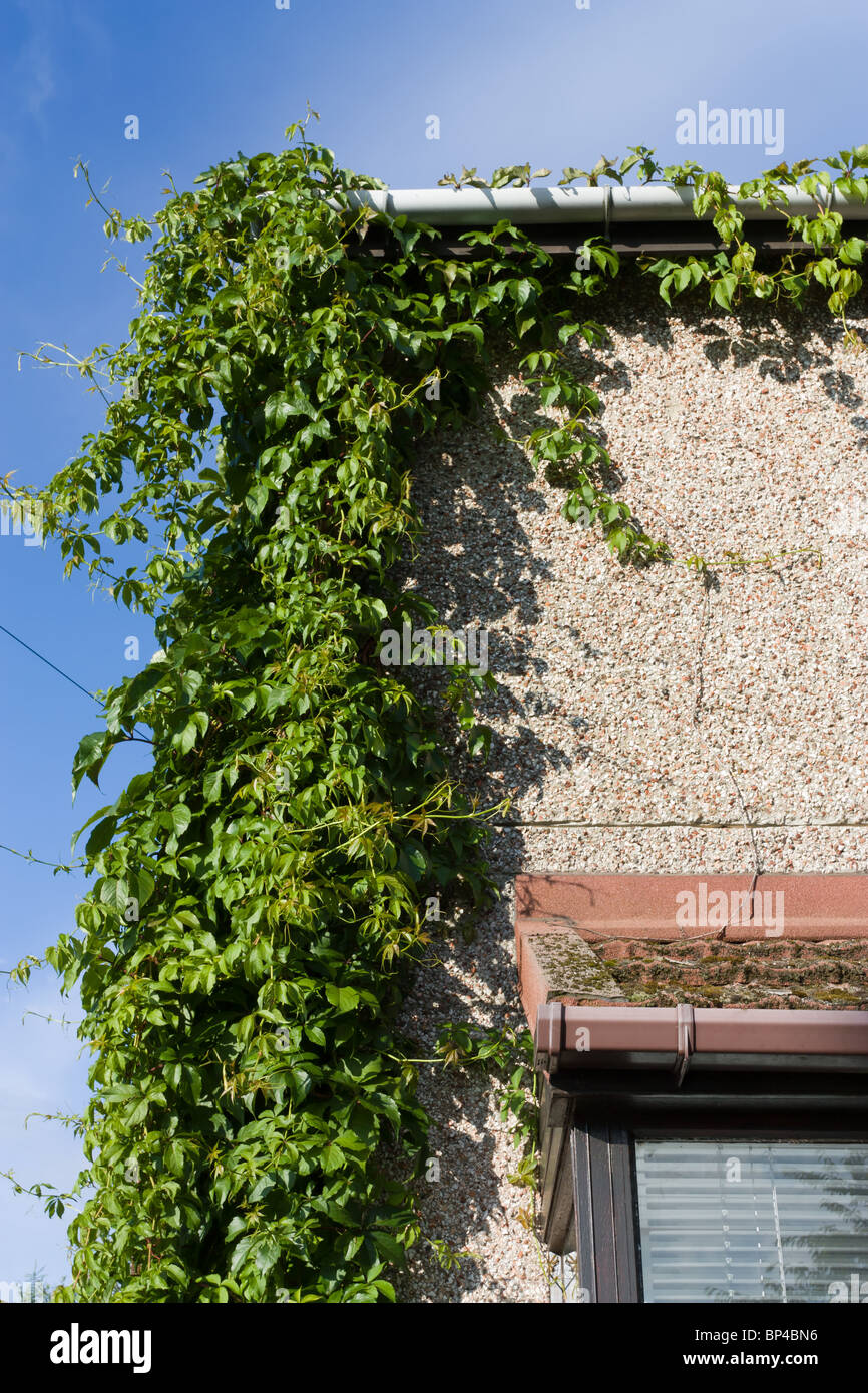 Overgrown Virginia Creeper on corner of house needing pruning back ...