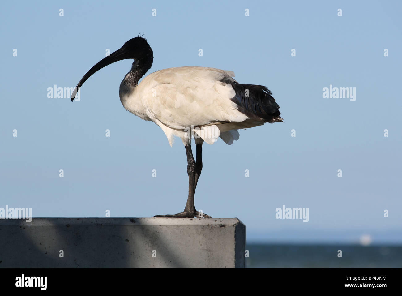 Australian bird with long legs hi-res stock photography and images - Alamy