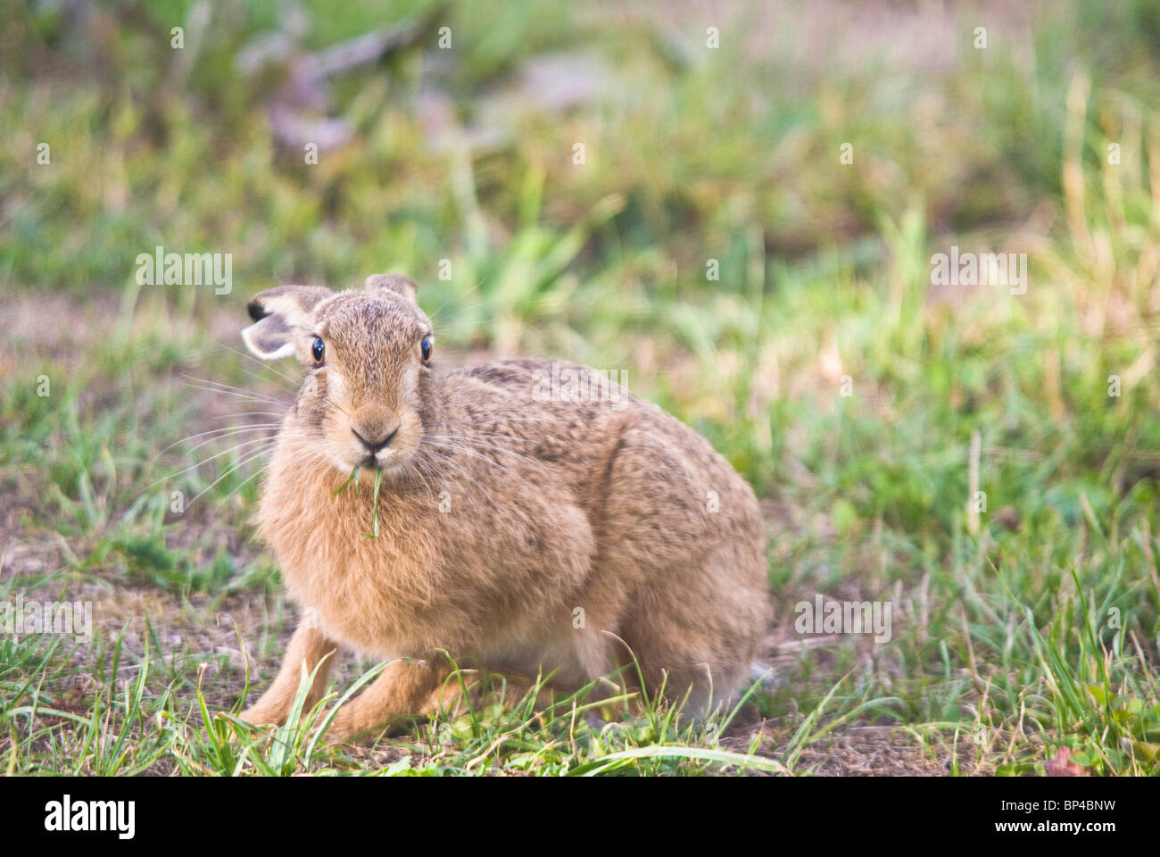 Young hare eating grass Stock Photo - Alamy