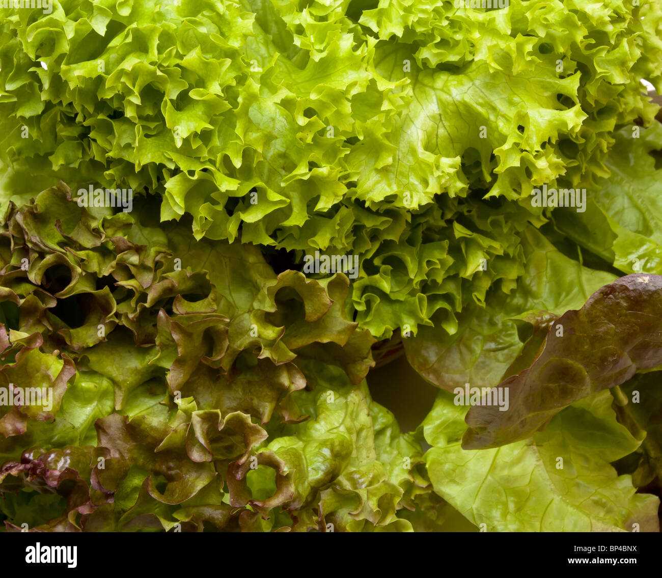 Vibrant Three headed Lettuce known as gourmet medley consisting of ...