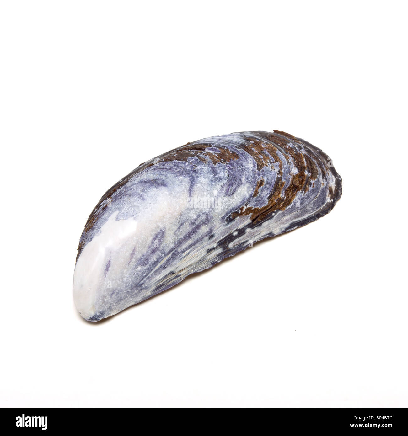 Mussel shell half from low perspective isolated against white Stock ...